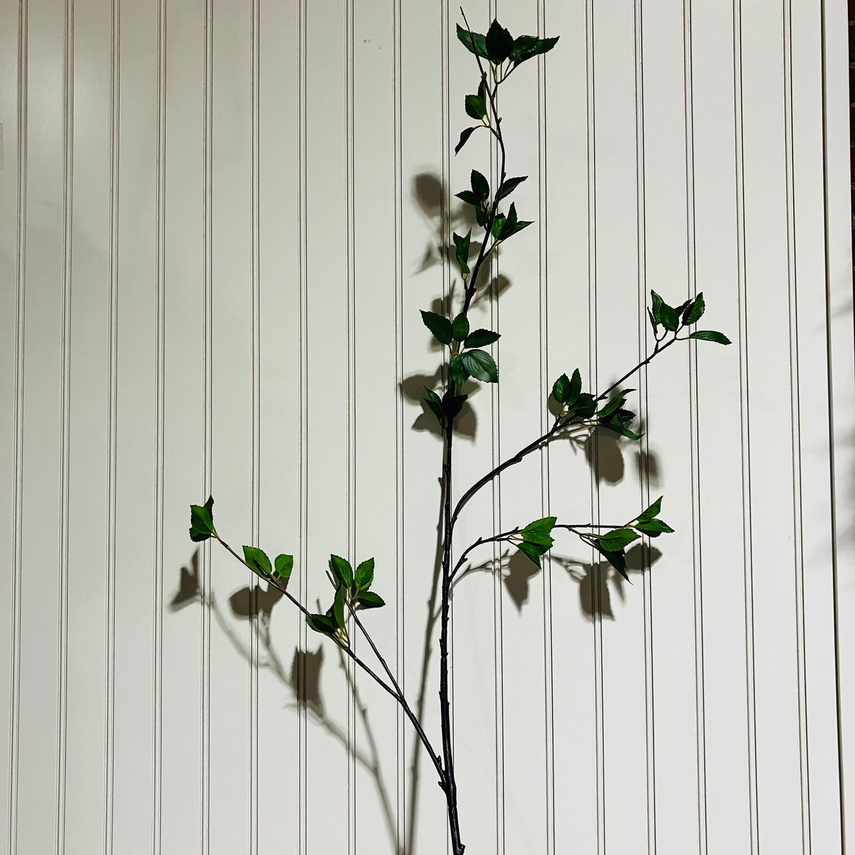 Ficus Mini Leaf Spray – simplycottage