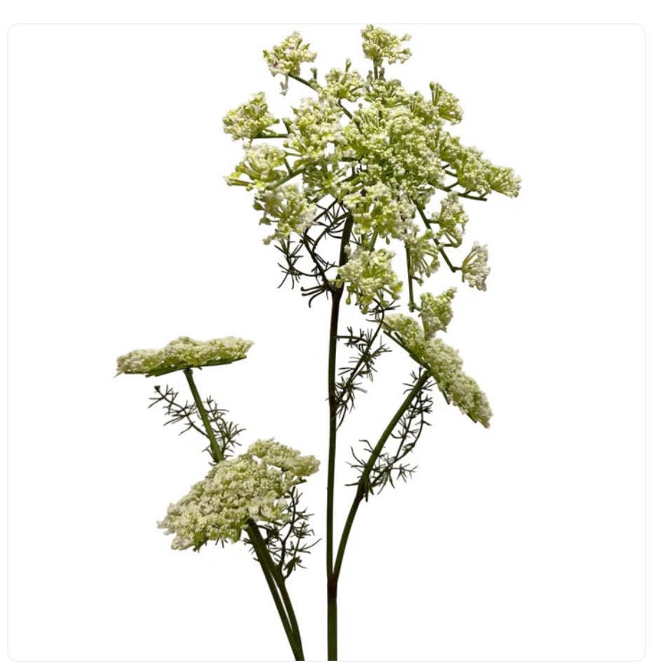 Spray Queen Anne’s Lace Cream – simplycottage